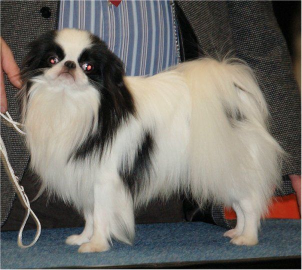 Japanese Chin - The Breed Archive