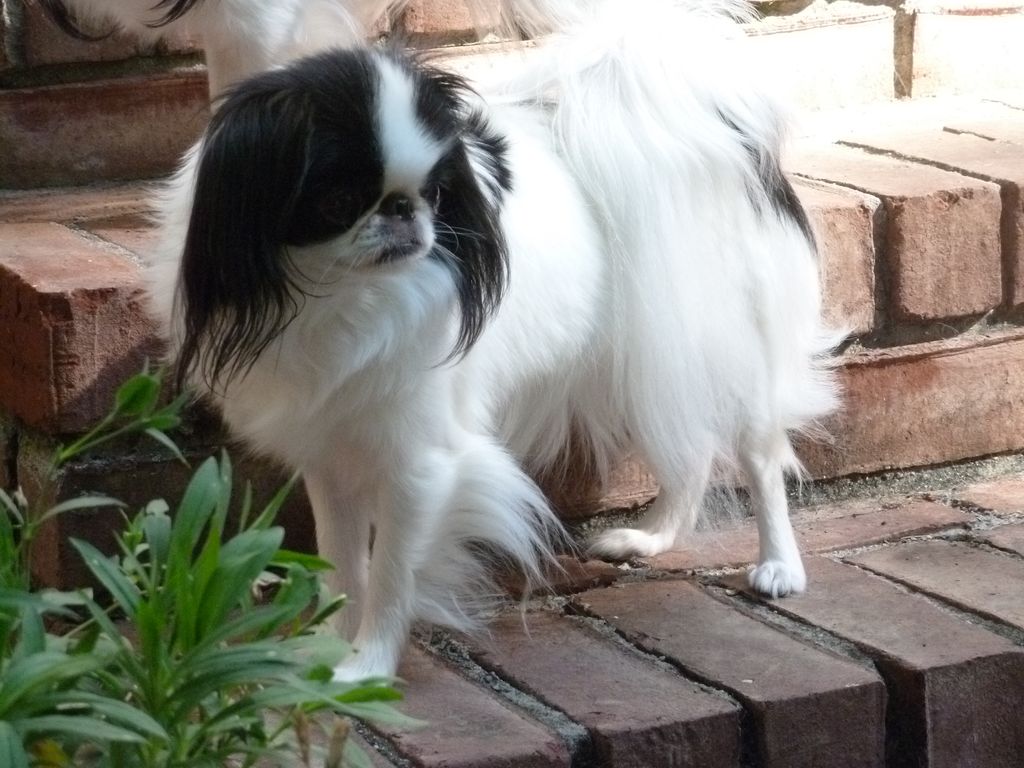 Japanese Chin - The Breed Archive