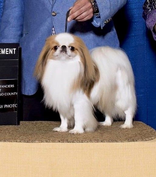 Japanese Chin - The Breed Archive