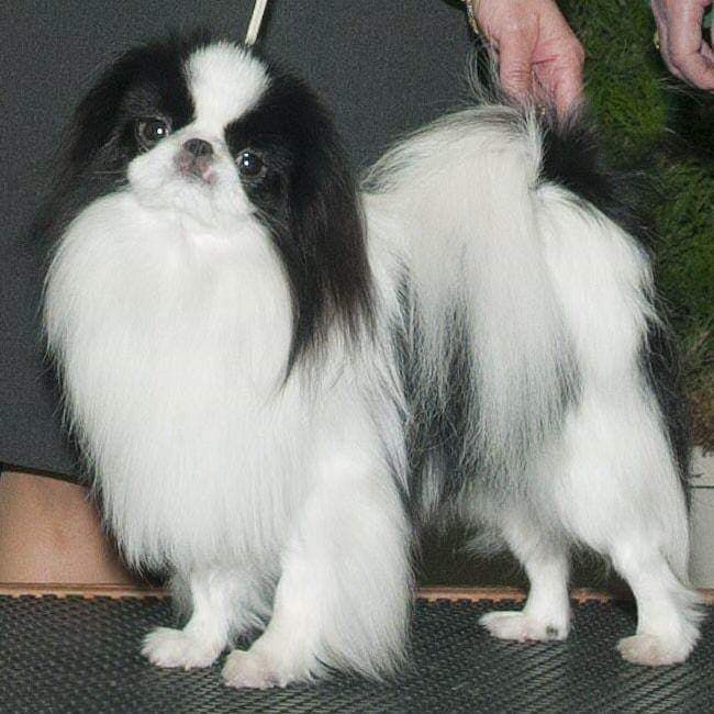 Japanese Chin - The Breed Archive