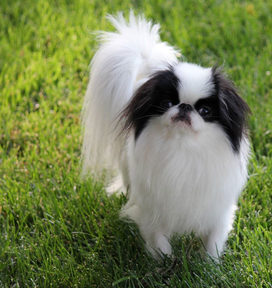 Japanese Chin - The Breed Archive